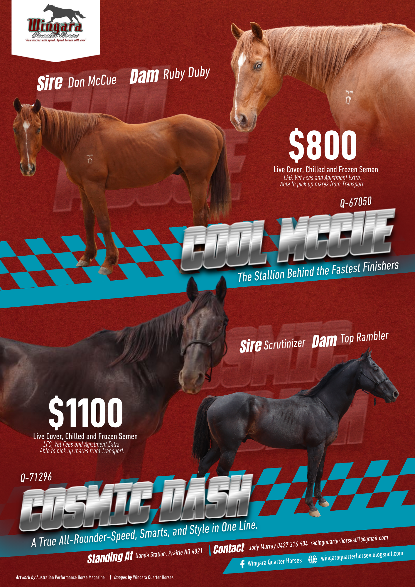 Stallion Directory | Australian Performance Horse Magazine